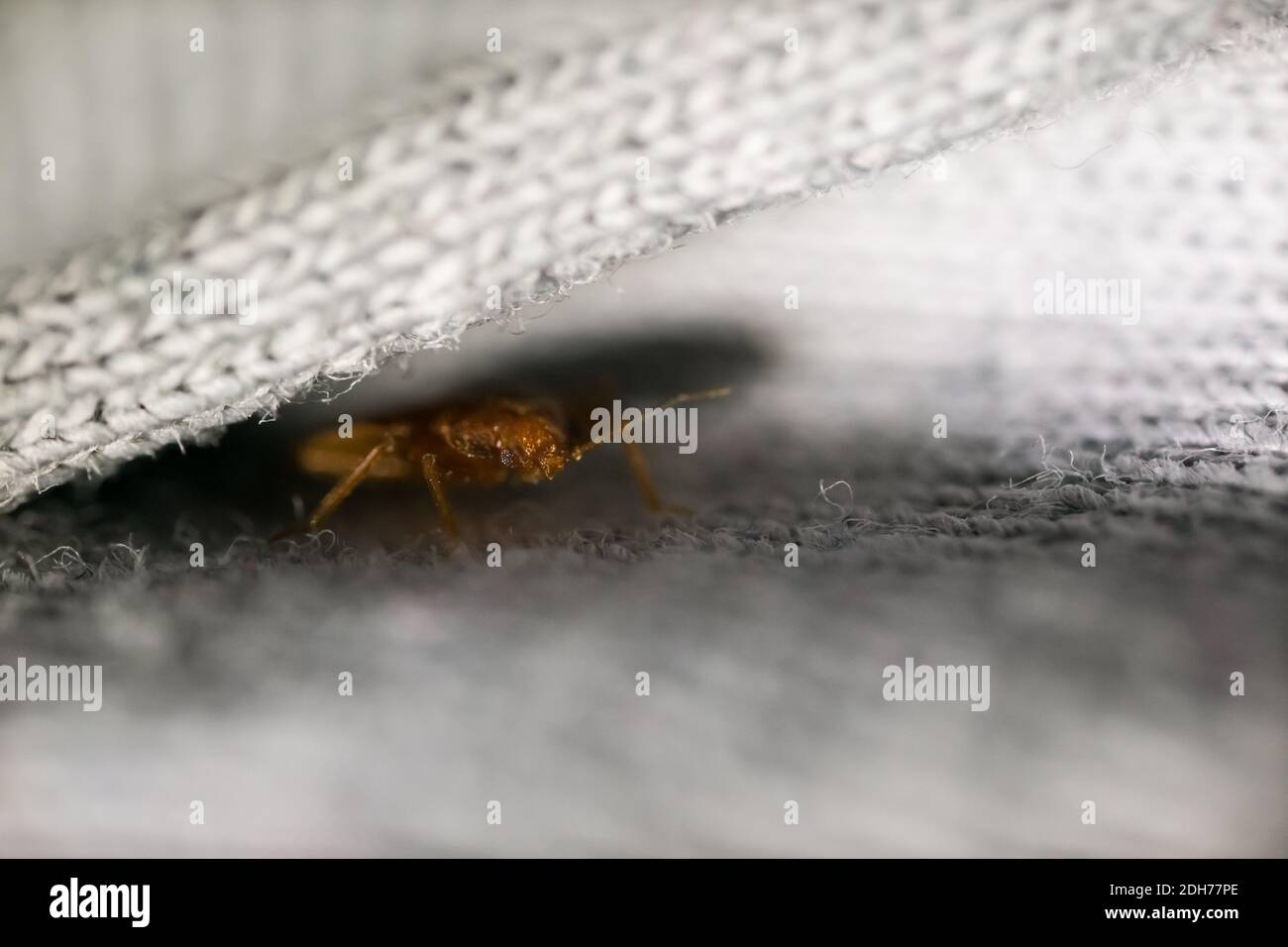 Common bed bug (Cimex lectularius) in a bed Stock Photo - Alamy