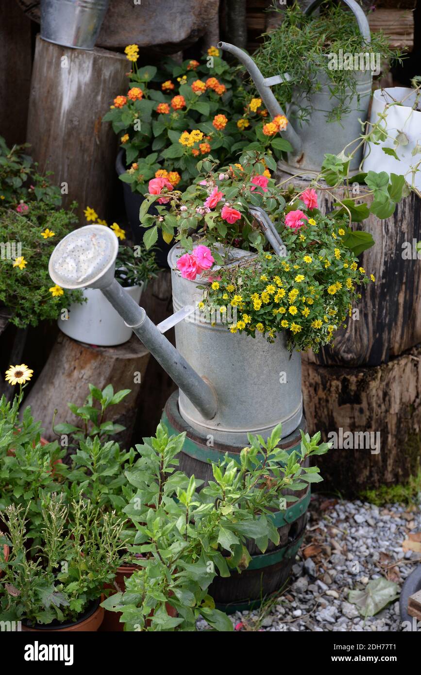 Watering can with flowers Stock Photo - Alamy