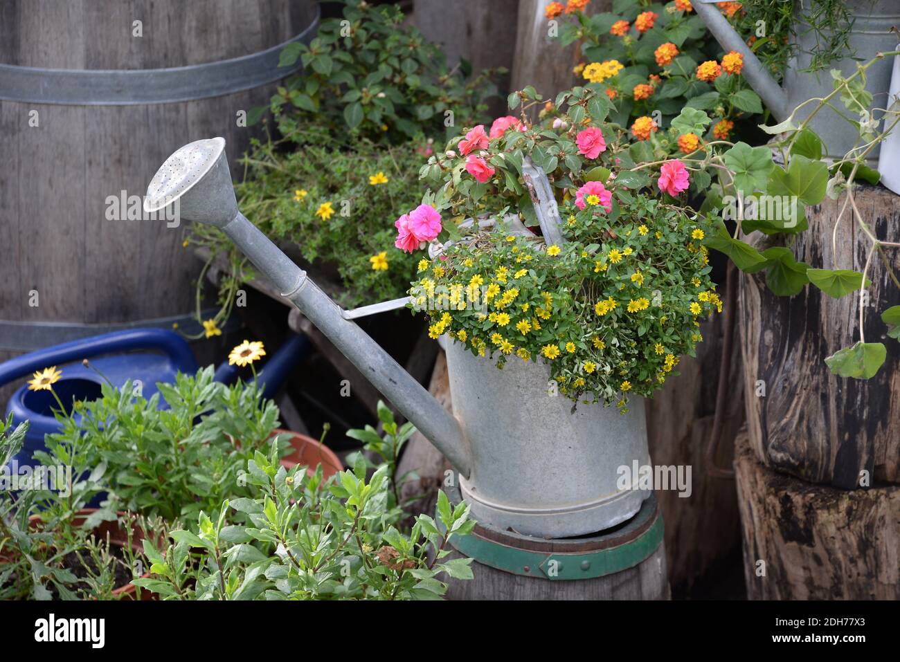 Watering can with flowers Stock Photo - Alamy