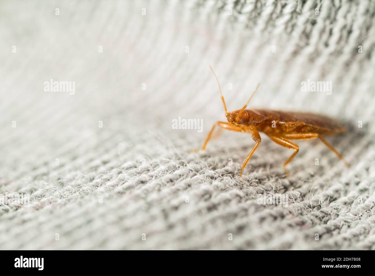 Common bed bug (Cimex lectularius) in a bed Stock Photo - Alamy