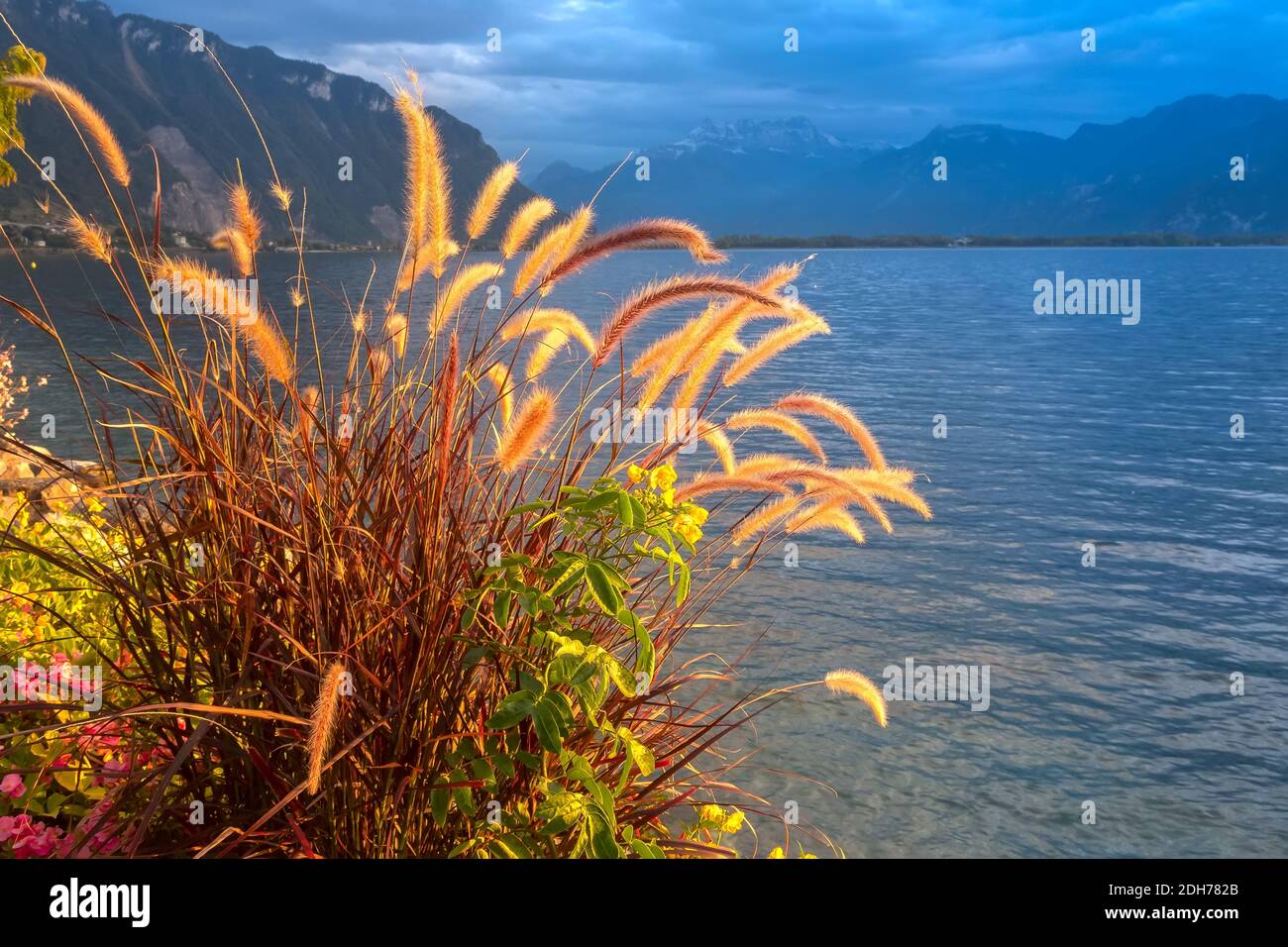 Reed by sunset hi-res stock photography and images - Alamy