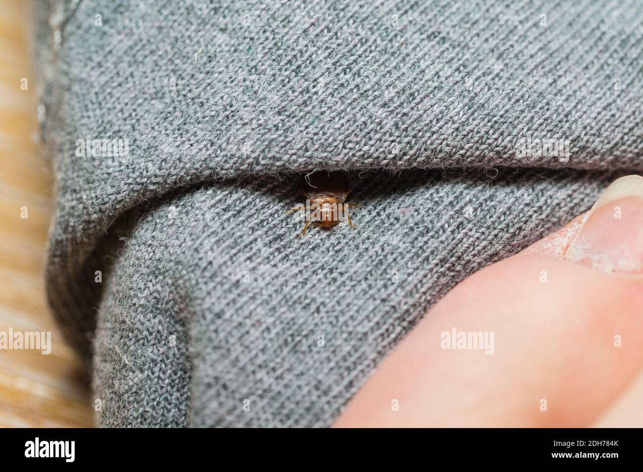 Common bed bug (Cimex lectularius) in a bed Stock Photo - Alamy