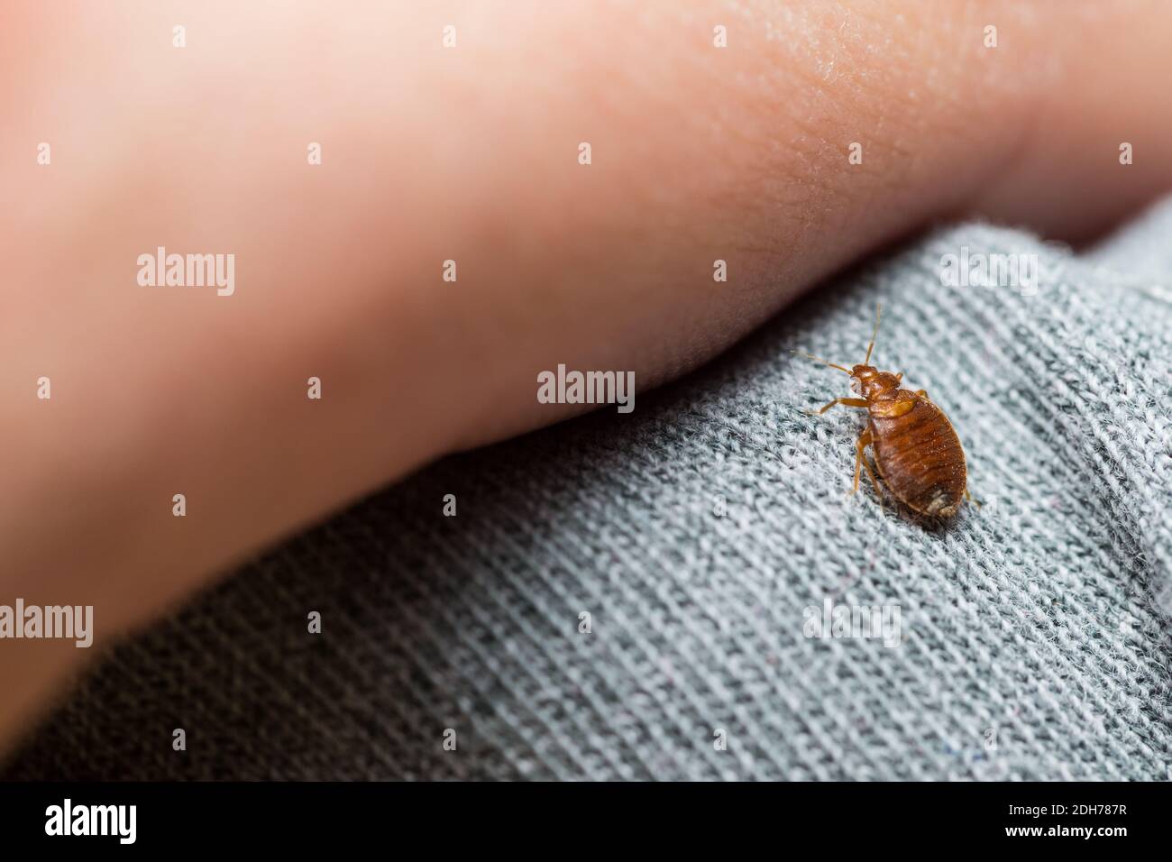 Common bed bug (Cimex lectularius) in a bed Stock Photo - Alamy