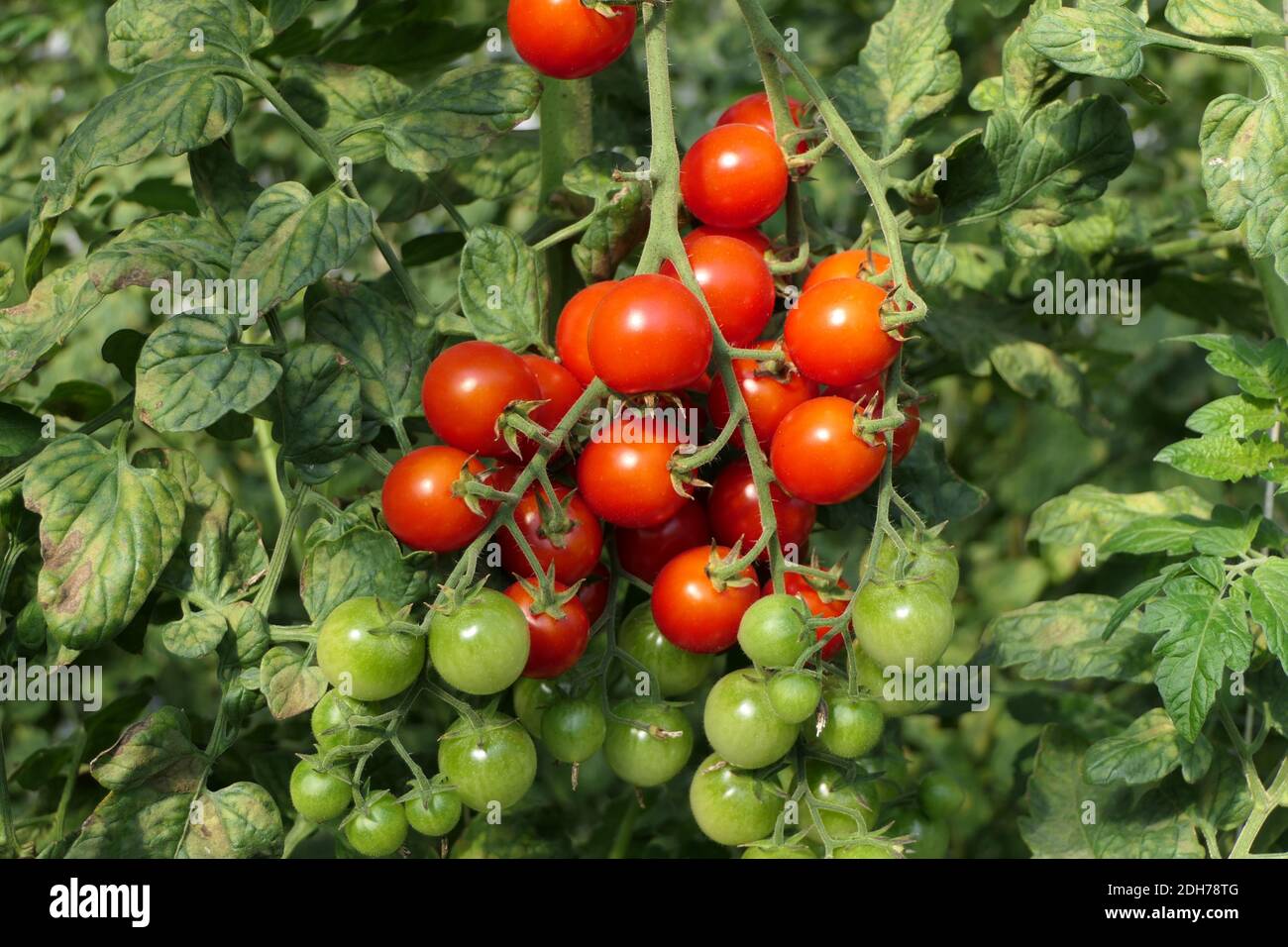 Mini Fruits High Resolution Stock Photography and Images - Alamy