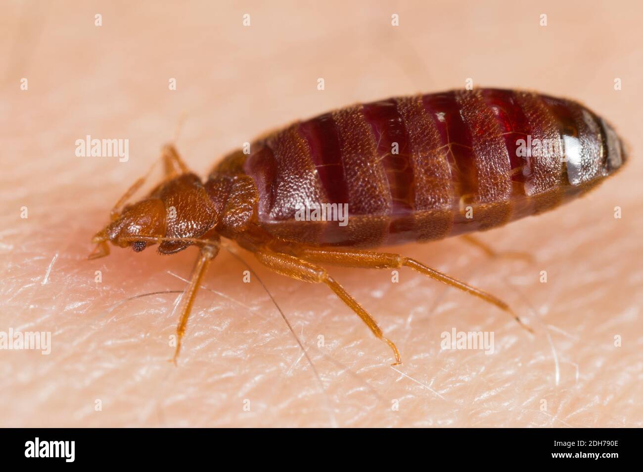 Common bed bug (Cimex lectularius) feeding on a human host Stock Photo ...