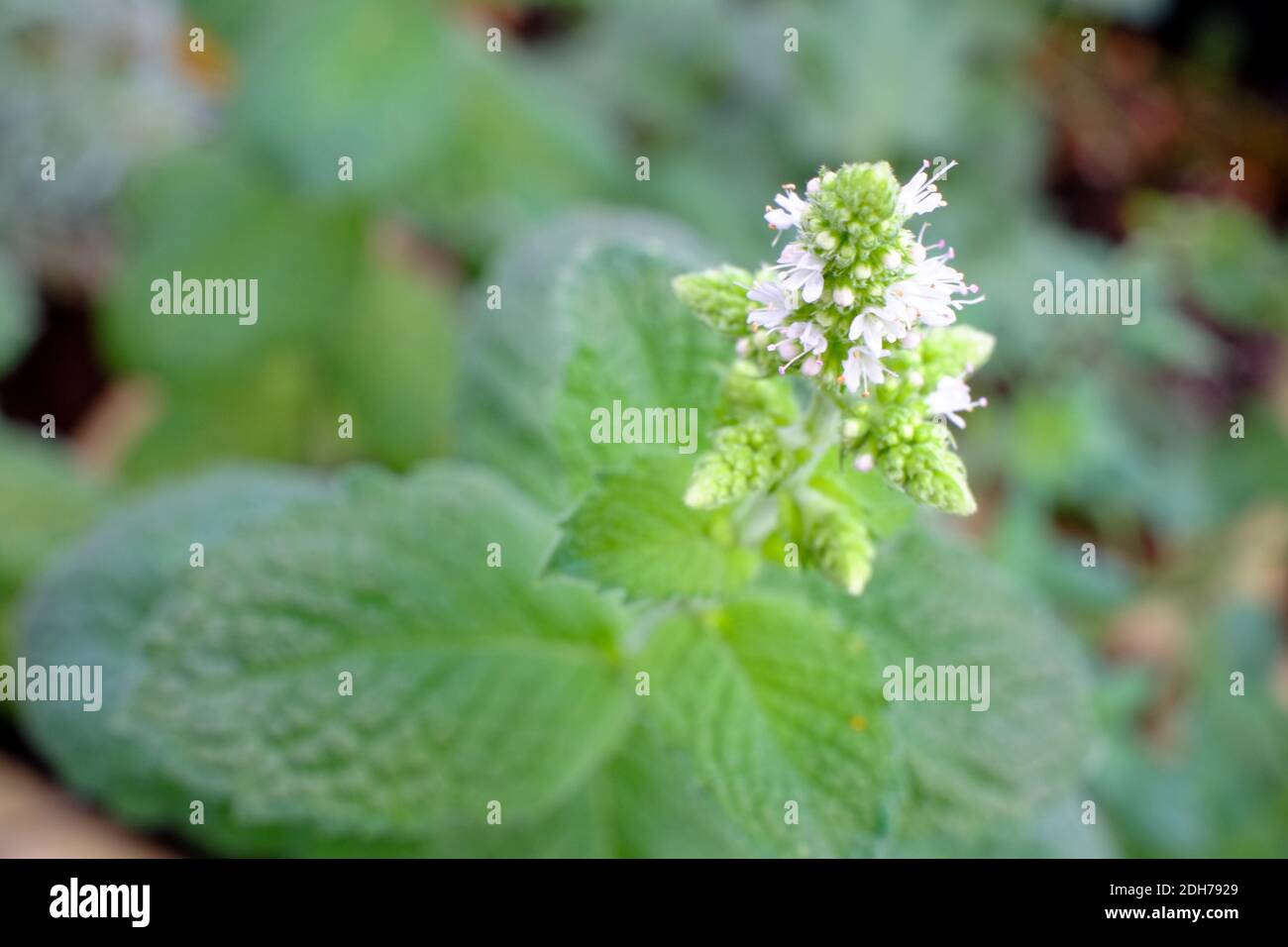 Mint green flowers hi-res stock photography and images - Alamy