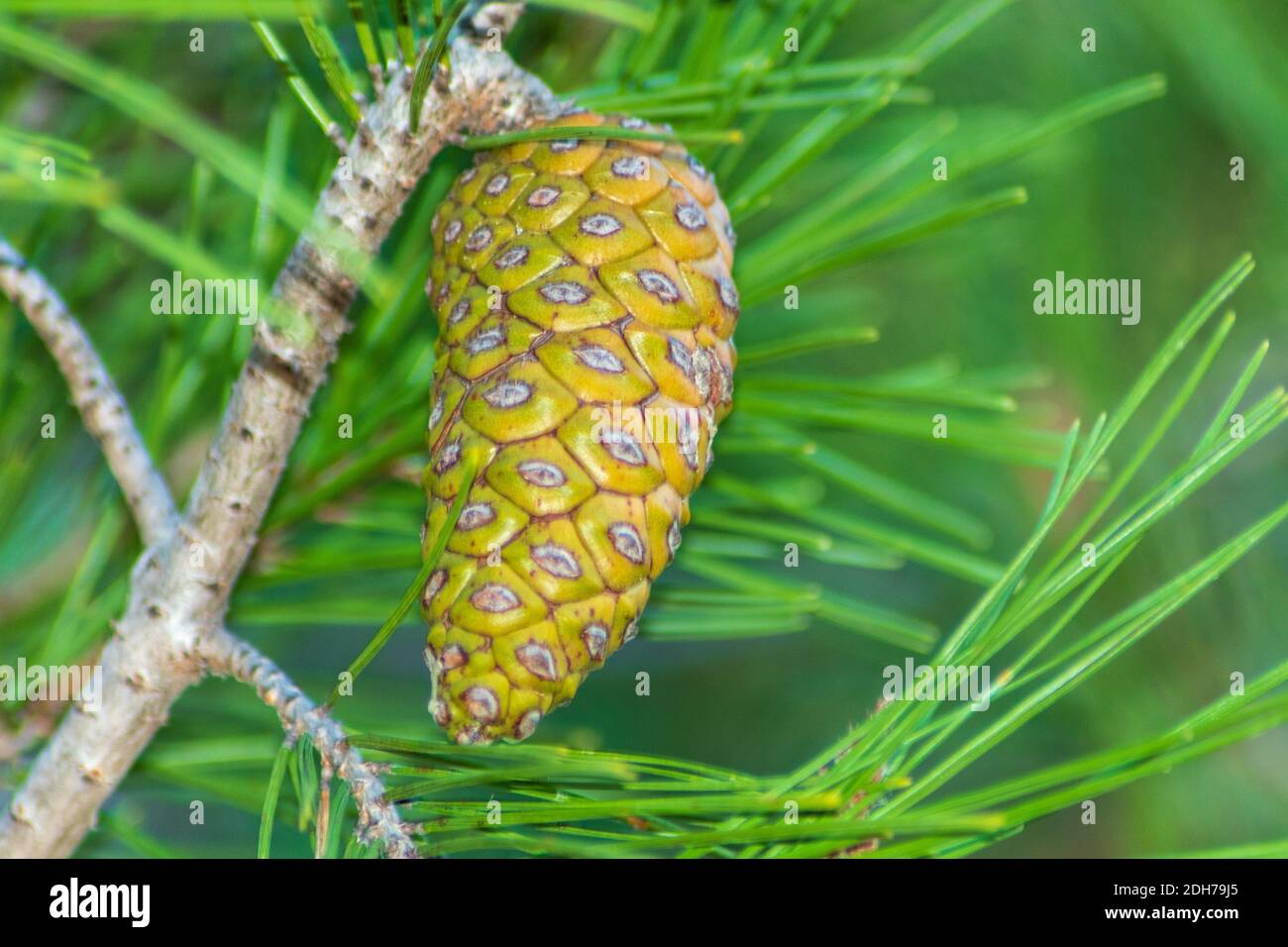 A selective focus shot of pinus pinea tree with cone Stock Photo - Alamy