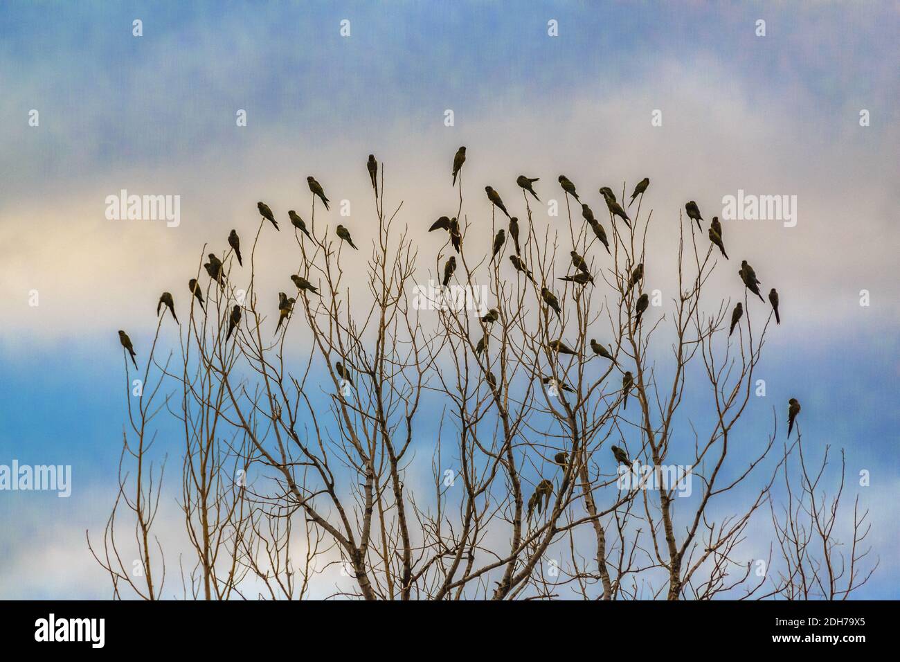 Lots of small birds hi-res stock photography and images - Alamy