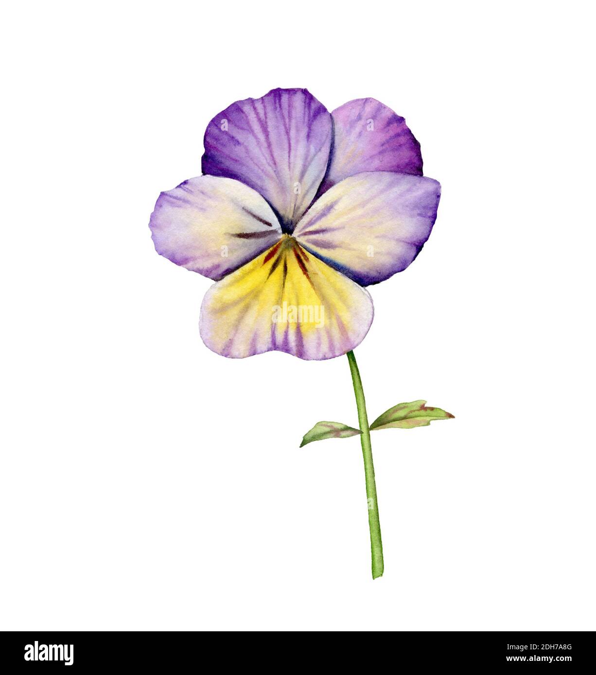 Watercolor pansy flower. Purple garden viola with leaves in blossom ...