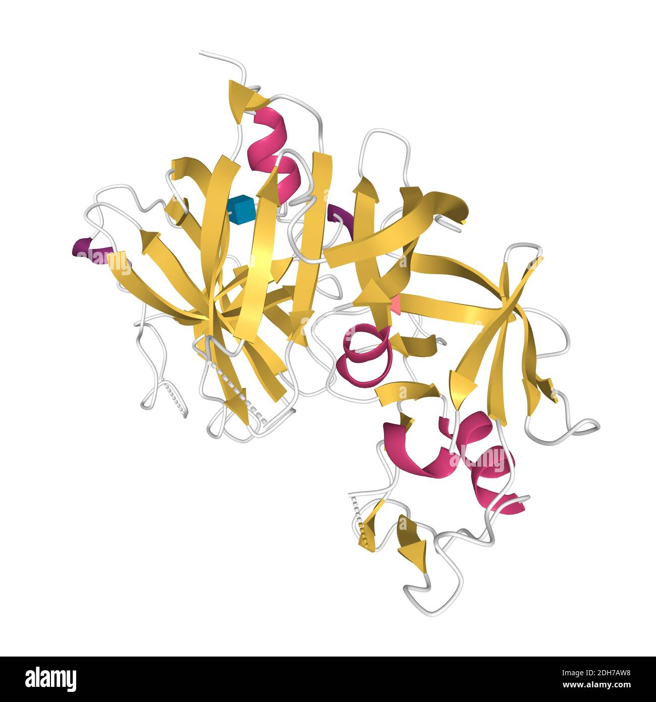Structure of recombinant human renin, 3D cartoon model isolated, white ...