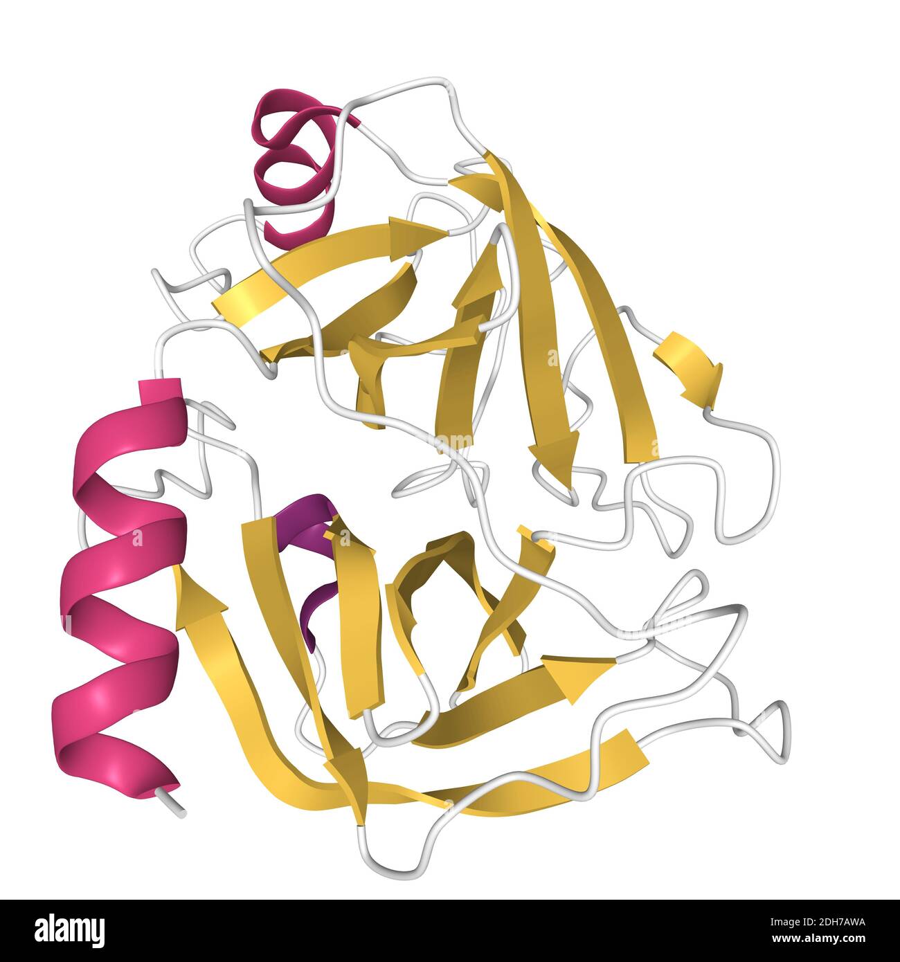Trypsin Digestion Cartoon