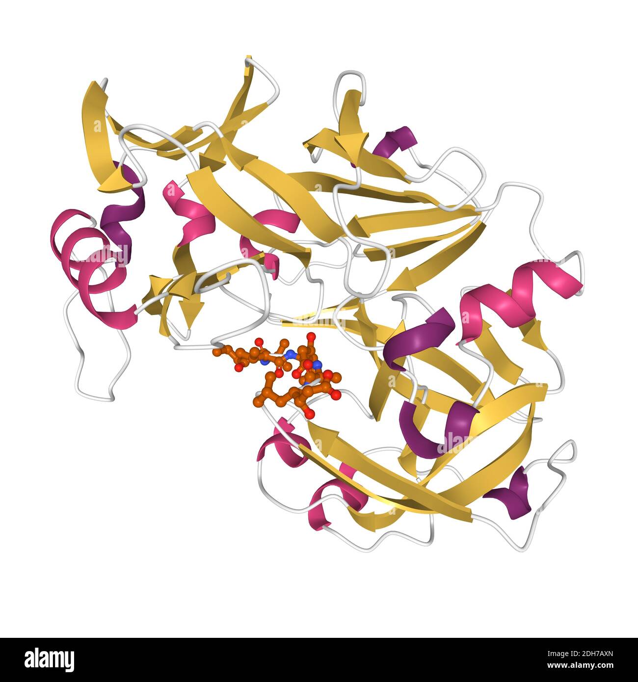 Structure of human pepsin complexed with inhibitor pepstatin, 3D ...