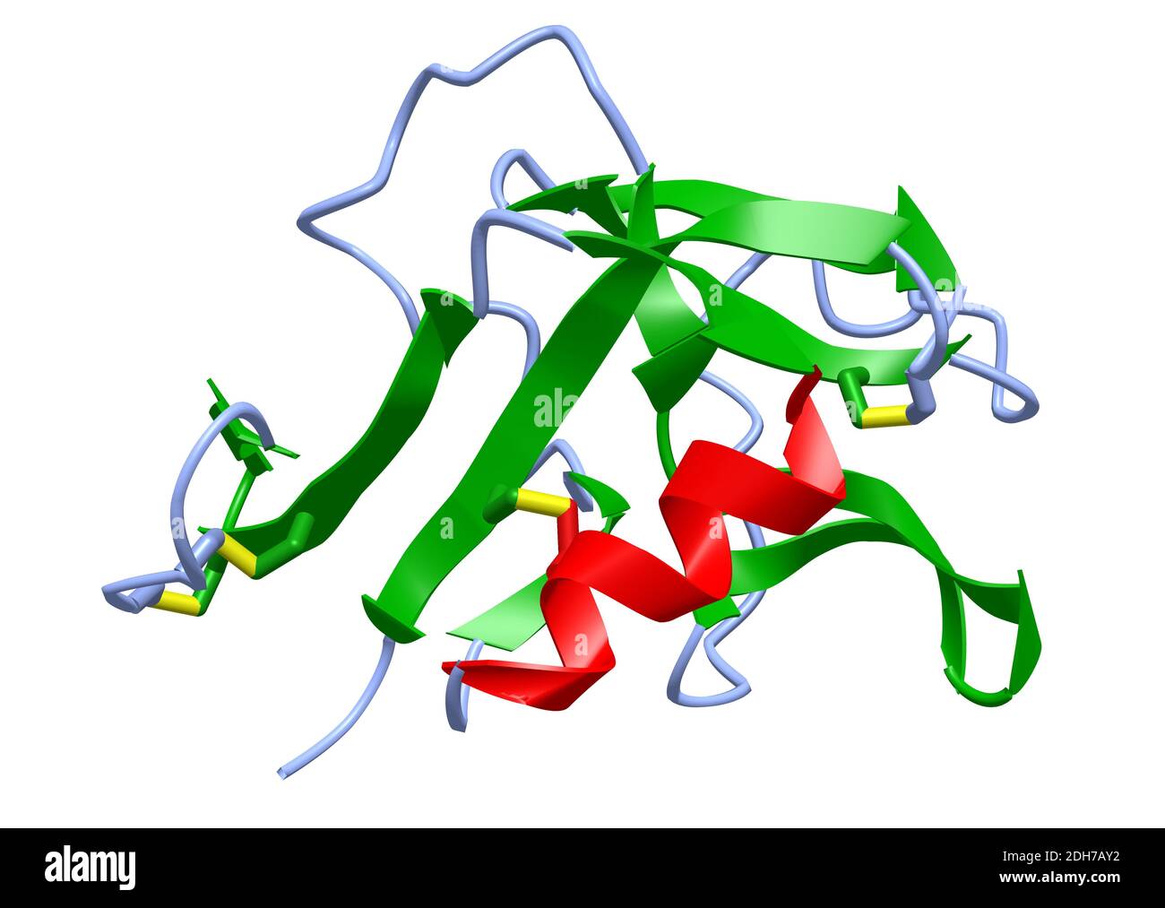 A 3D cartoon model of the human CD94 C-type lectin receptor, white ...