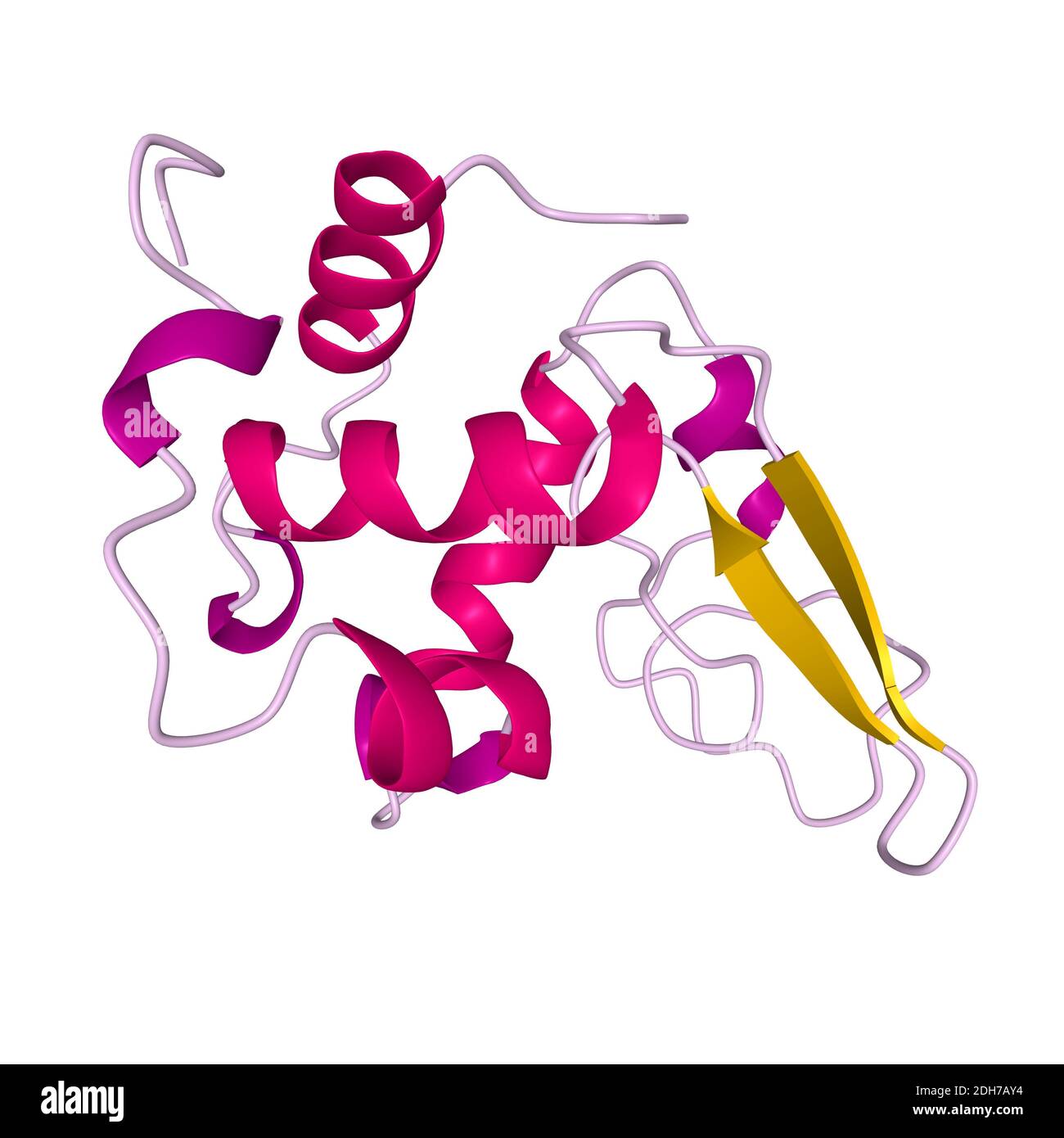 Molecule of lysozyme enzyme Cut Out Stock Images & Pictures - Alamy