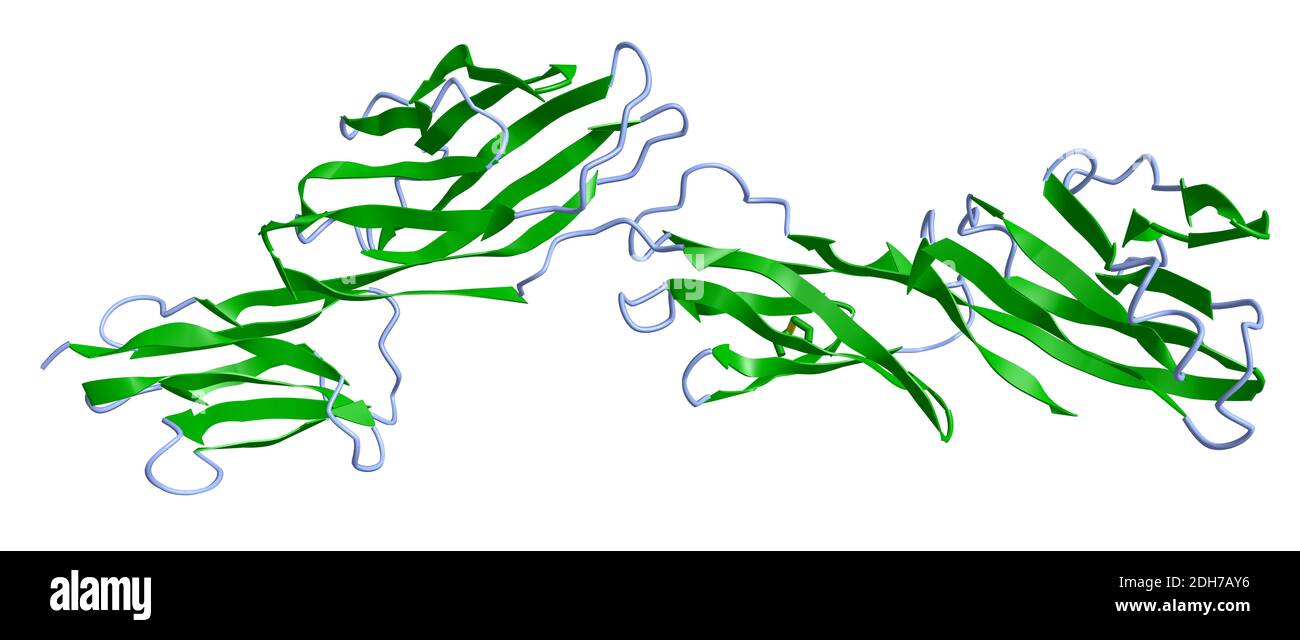 A 3D cartoon model of the human CD4 glycoprotein, white background ...
