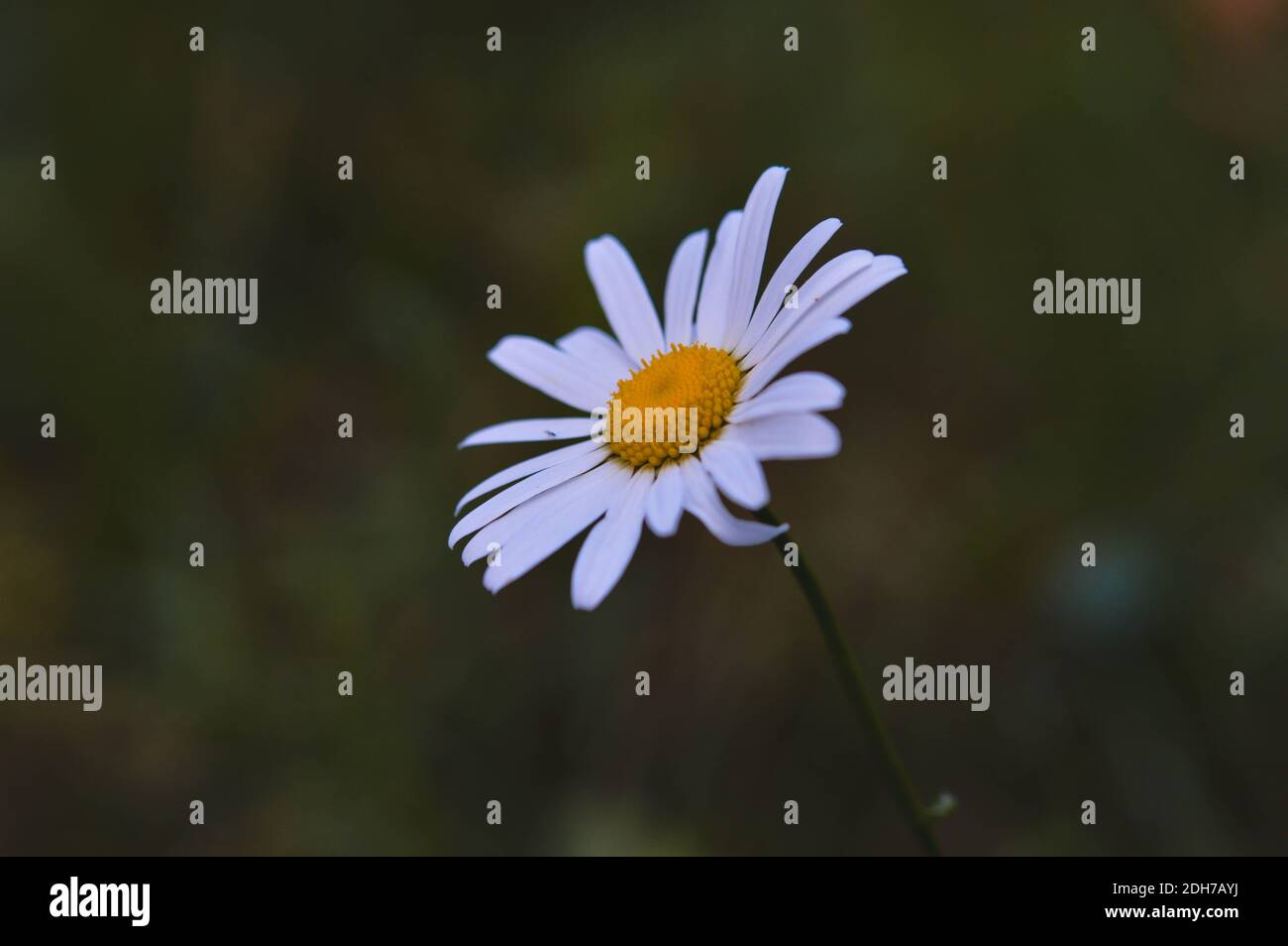 Ox-eye daisy, oxeye daisy, dog daisy, marguerite, white and yellow wild ...