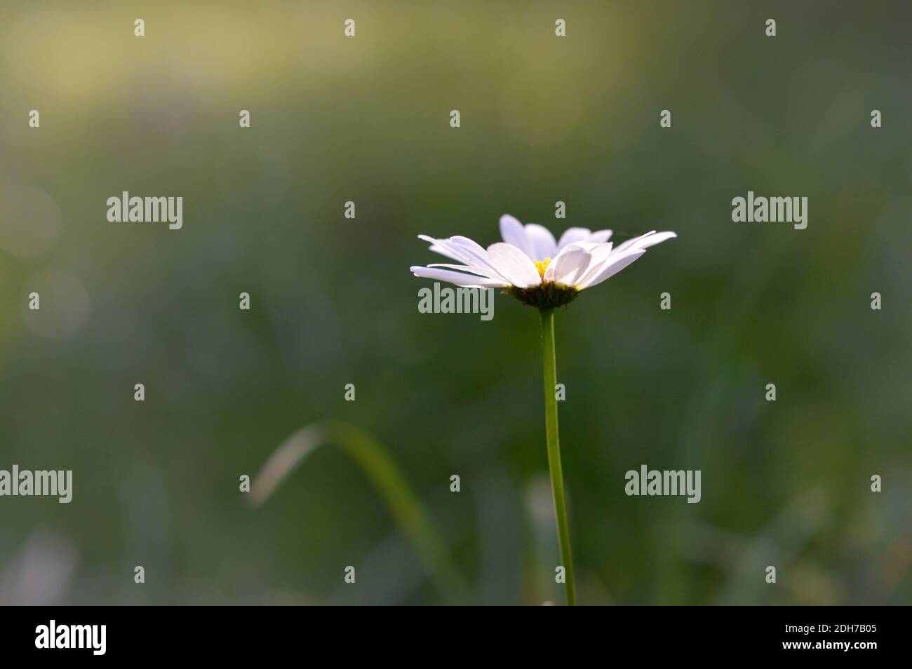 Ox-eye daisy, oxeye daisy, dog daisy, marguerite, white and yellow wild ...