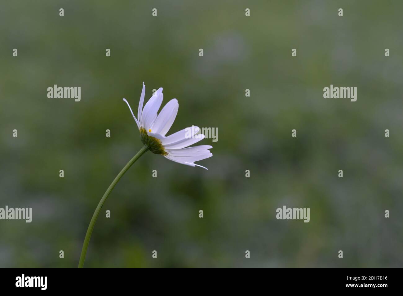 Ox-eye daisy, oxeye daisy, dog daisy, marguerite, white and yellow wild ...