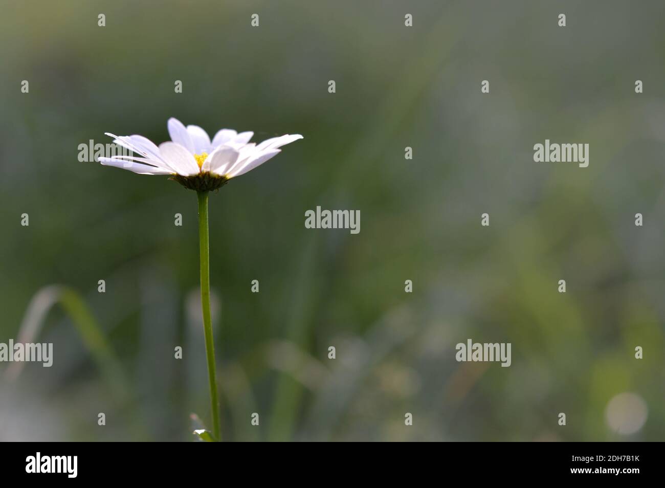 Ox-eye daisy, oxeye daisy, dog daisy, marguerite, white and yellow wild ...