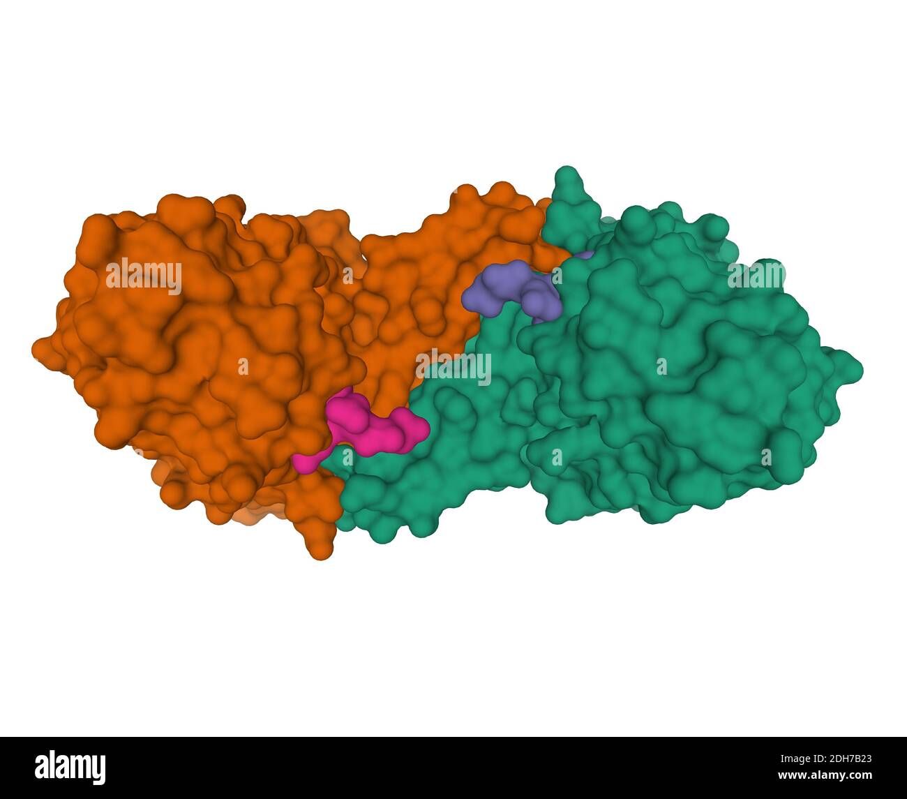 Crystal structure of human tyrosylprotein sulfotransferase-1 (brown and ...