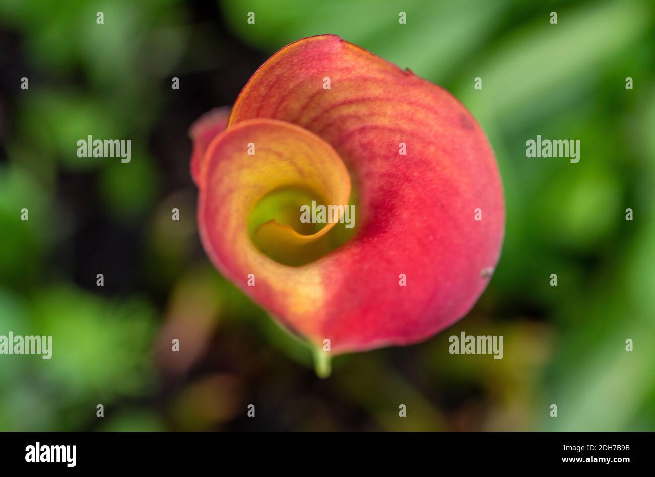 Calas family hi-res stock photography and images - Alamy