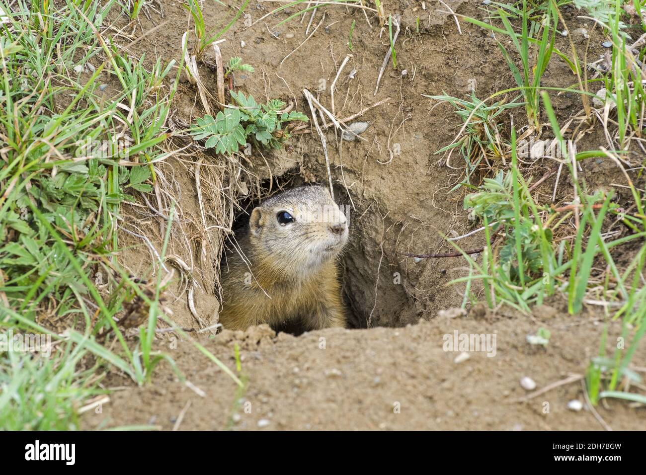 Gopher Hole