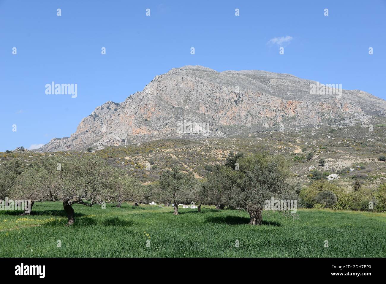 Olive trees in the Ida Mountains, Crete Stock Photo - Alamy