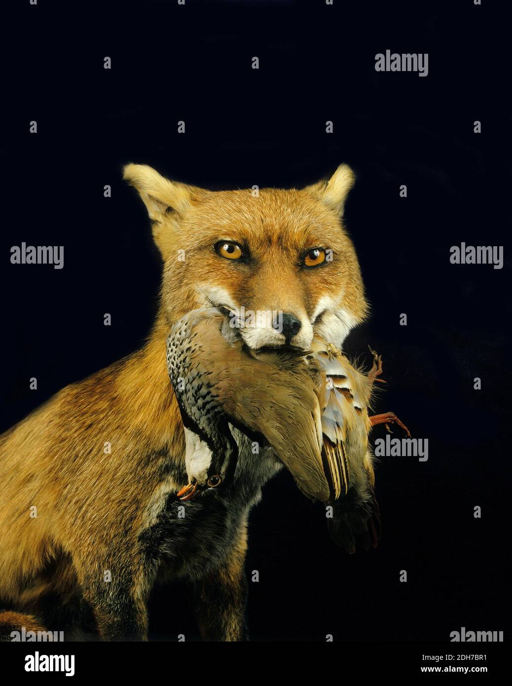 Red fox taxidermy hi-res stock photography and images - Alamy