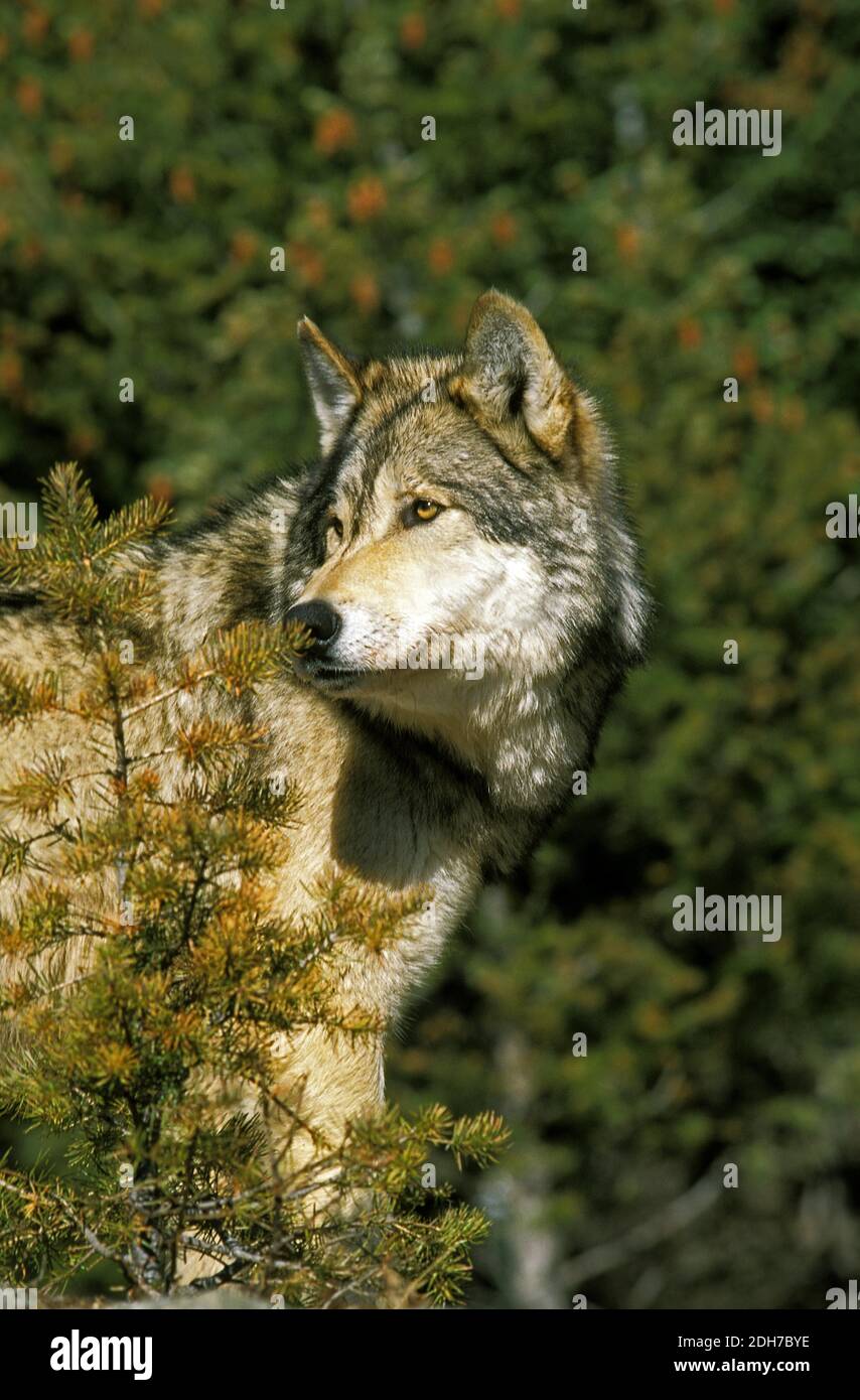 North American Grey Wolf, canis lupus occidentalis, Adult, Canada Stock ...