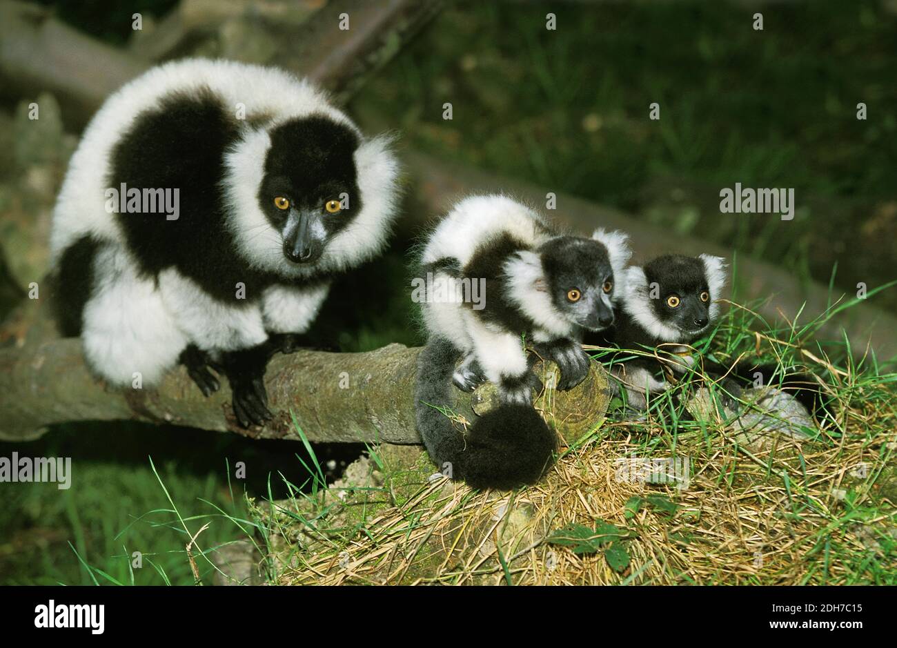 Black and White Ruffed Lemur, varecia variegata variegata, Mother with ...