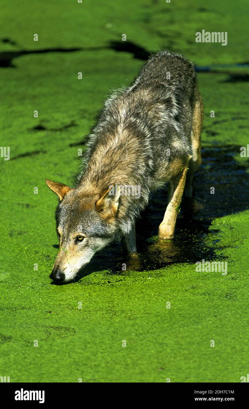 European Wolf, canis lupus, Adult standing in Swamp Stock Photo - Alamy