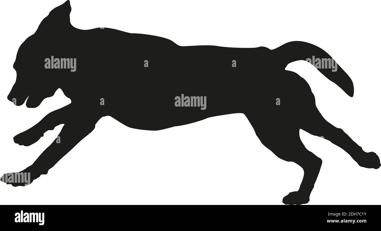 Black dog silhouette. Running labrador retriever puppy. Isolated on a ...