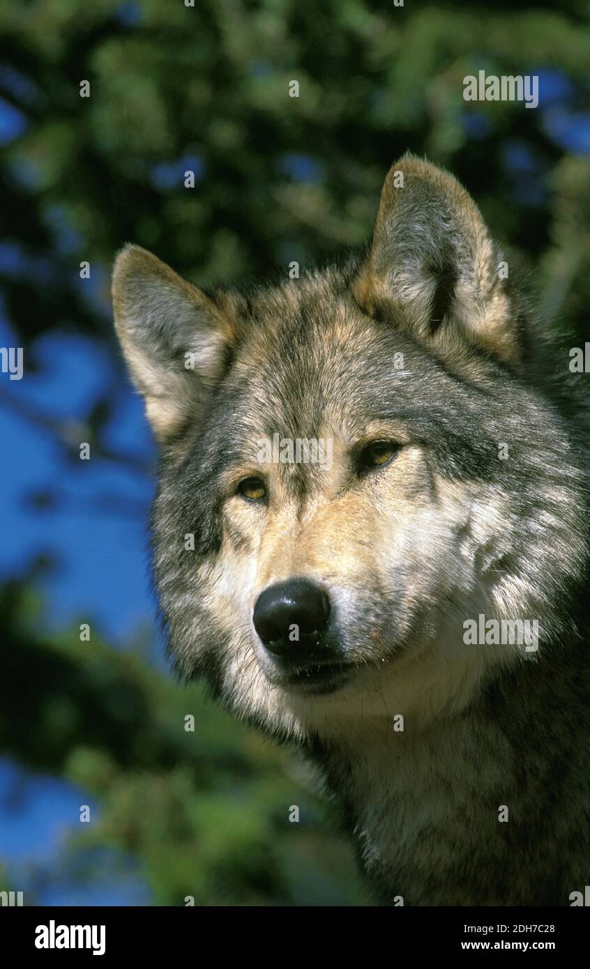 North American Grey Wolf, canis lupus occidentalis, Portrait of Adult ...
