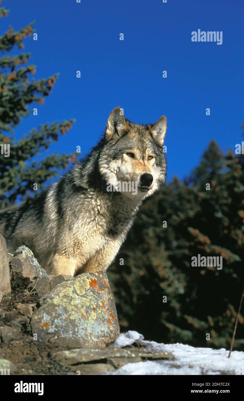 Grey wolf standing on rocks hi-res stock photography and images - Alamy