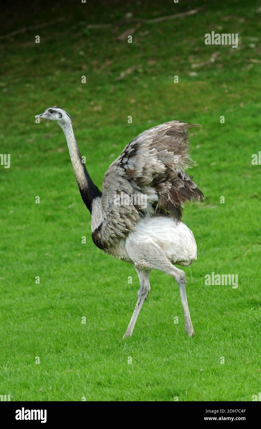 American Rhea, rhea americana, Adult opening Wings Stock Photo - Alamy