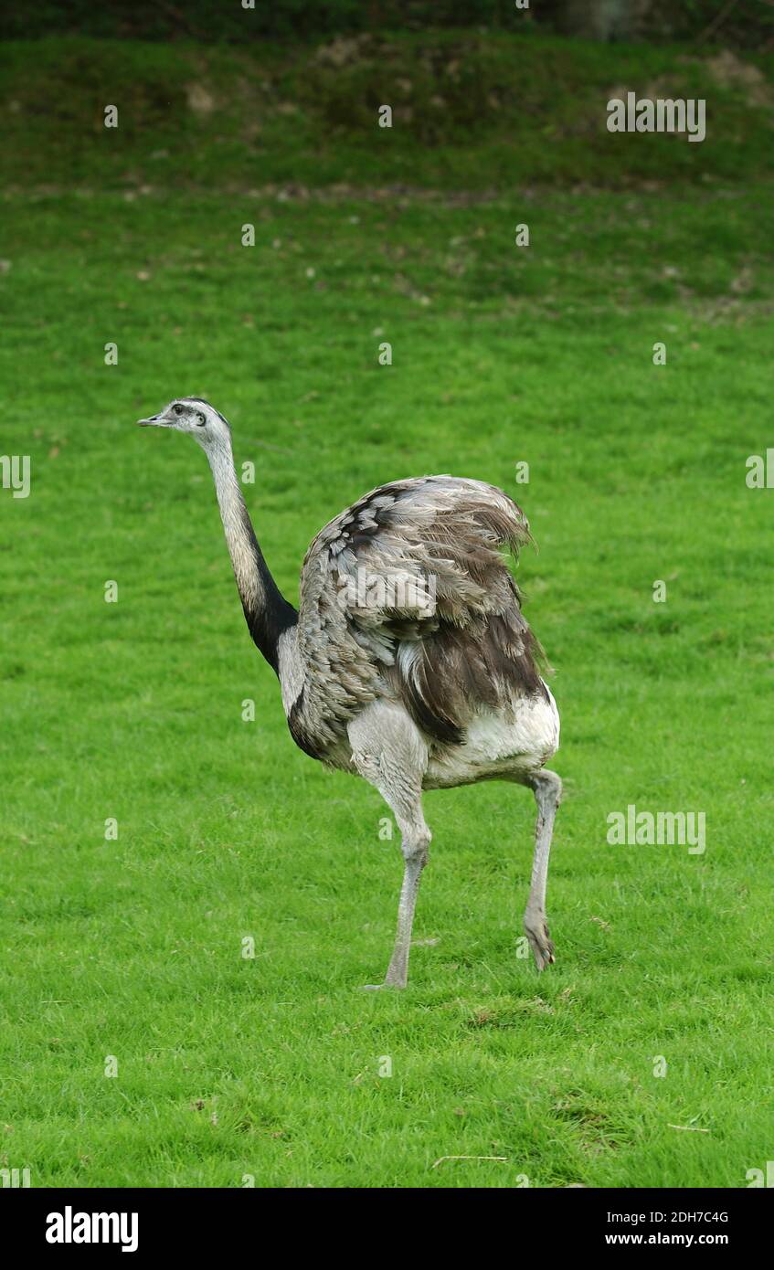 American Rhea, rhea americana, Adult opening Wings Stock Photo - Alamy