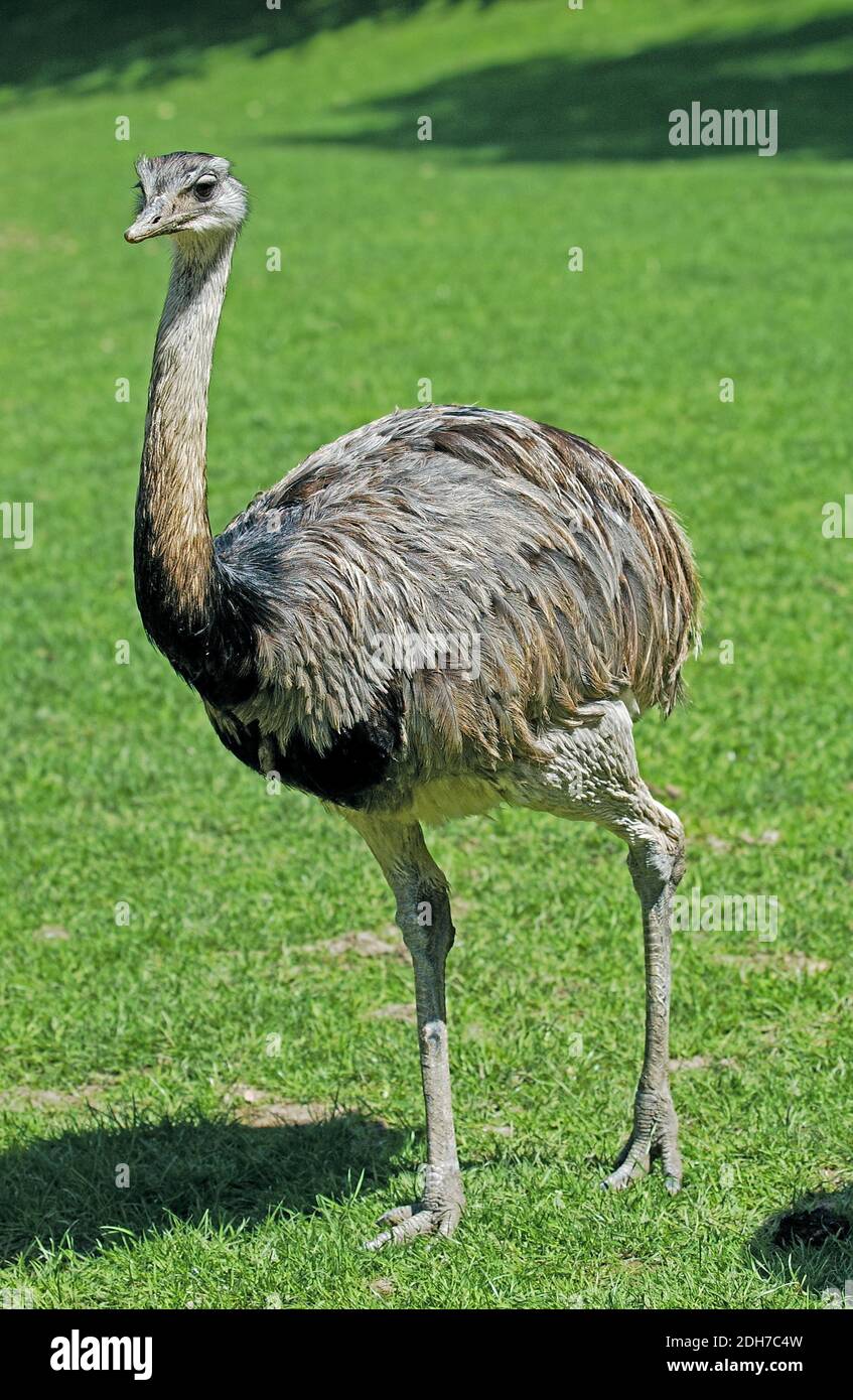 American Rhea, rhea americana, Adult standing on Grass Stock Photo - Alamy