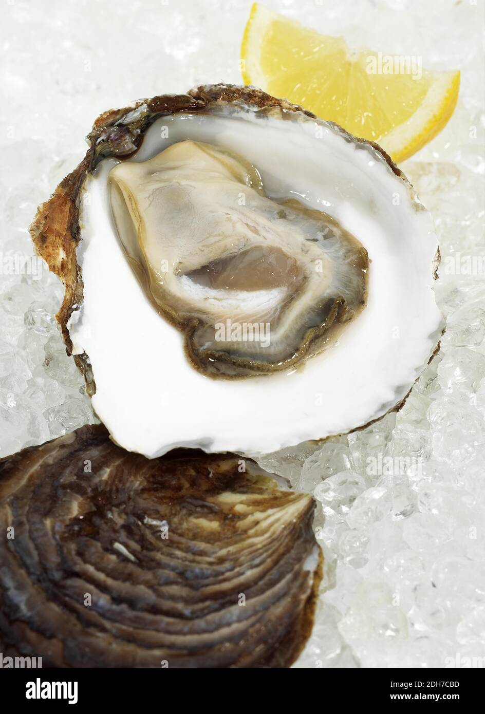 French Oyster called Belon, Fresh Seafood on Ice Stock Photo - Alamy