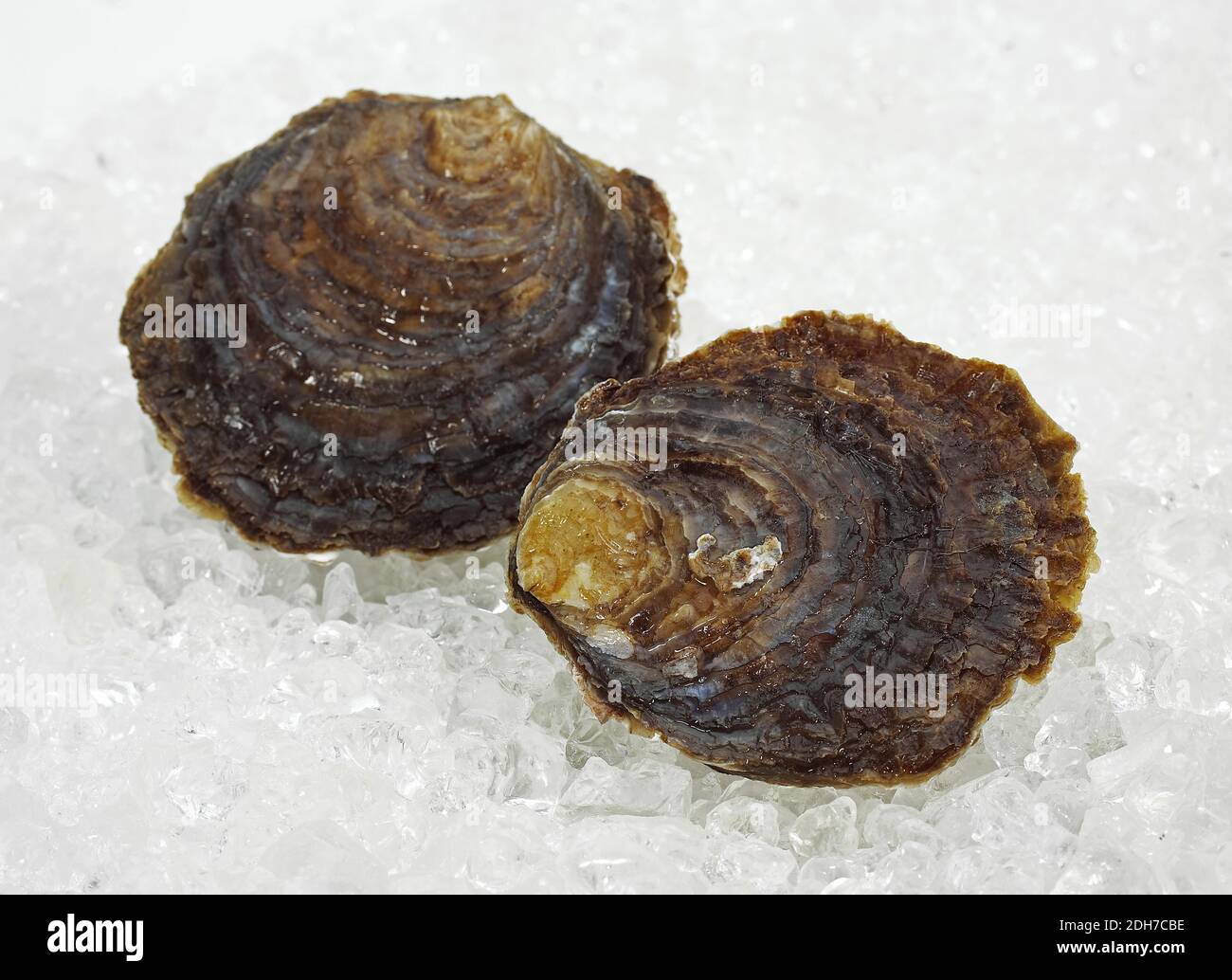 French Oyster called Belon, Fresh Seafood on Ice Stock Photo - Alamy