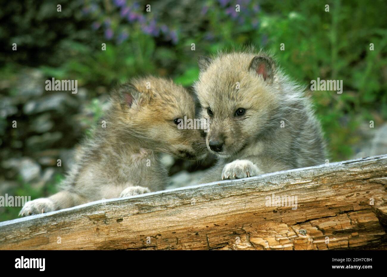 Arctic Wolf, canis lupus tundrarum, Cub, Alaska Stock Photo - Alamy
