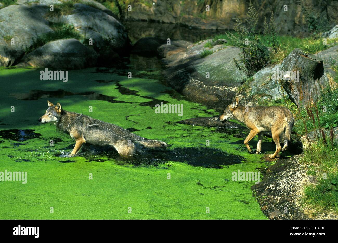 European Wolf, canis lupus, Adults standing in Swamp Stock Photo - Alamy
