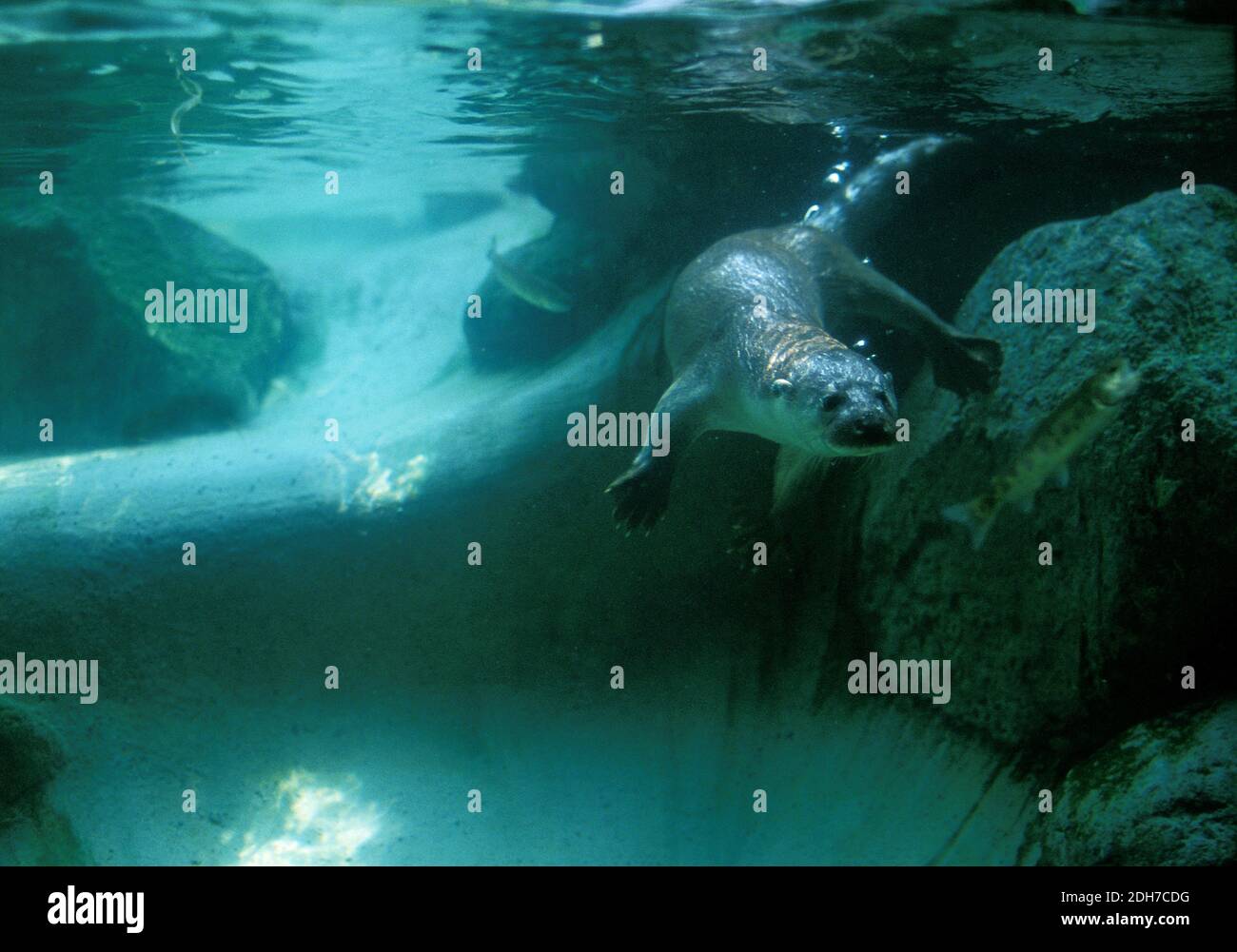 European Otter, lutra lutra, Adult standing in River Stock Photo - Alamy