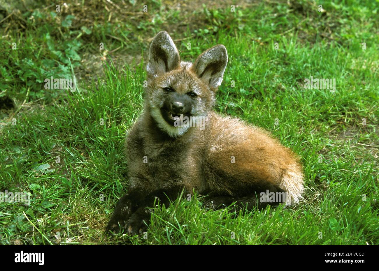 Maned Wolf, chrysocyon brachyurus, Cub Snarling Stock Photo - Alamy