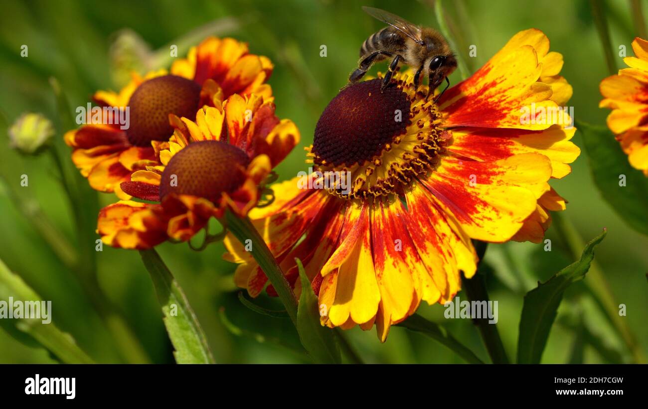 A selective focus shot of a fly collecting nectar on blooming Common ...