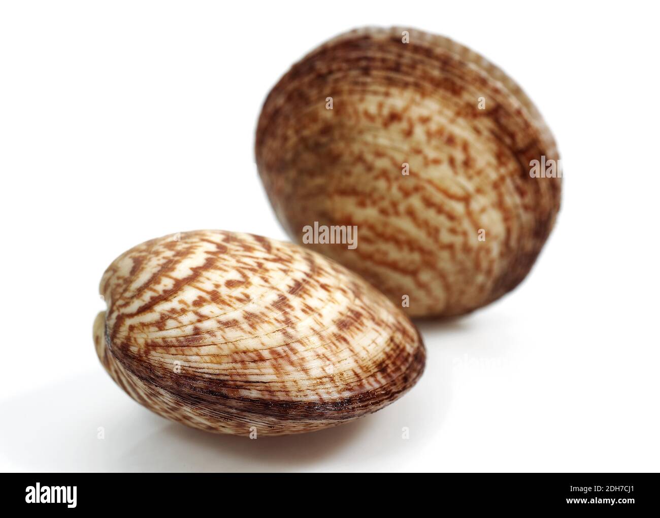 Dog Cockle Shell, glycymeris glycymeris, Fresh Shells against White ...