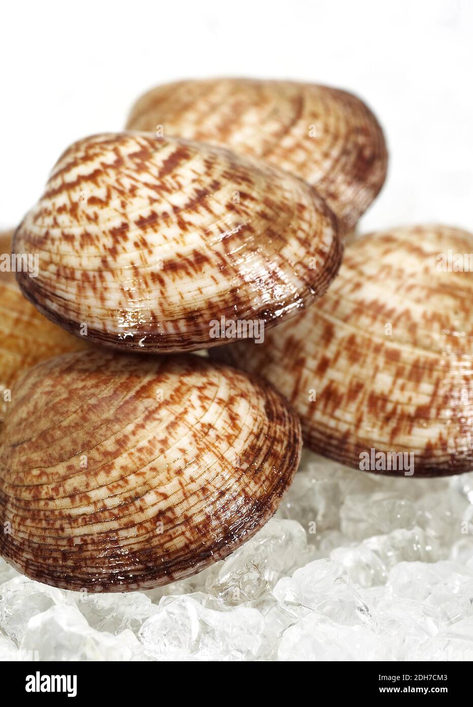 Dog Cockle Shell, glycymeris glycymeris, Fresh Shells on Ice Stock ...