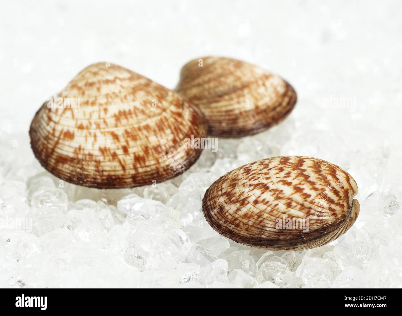 Glycymeridae hi-res stock photography and images - Alamy