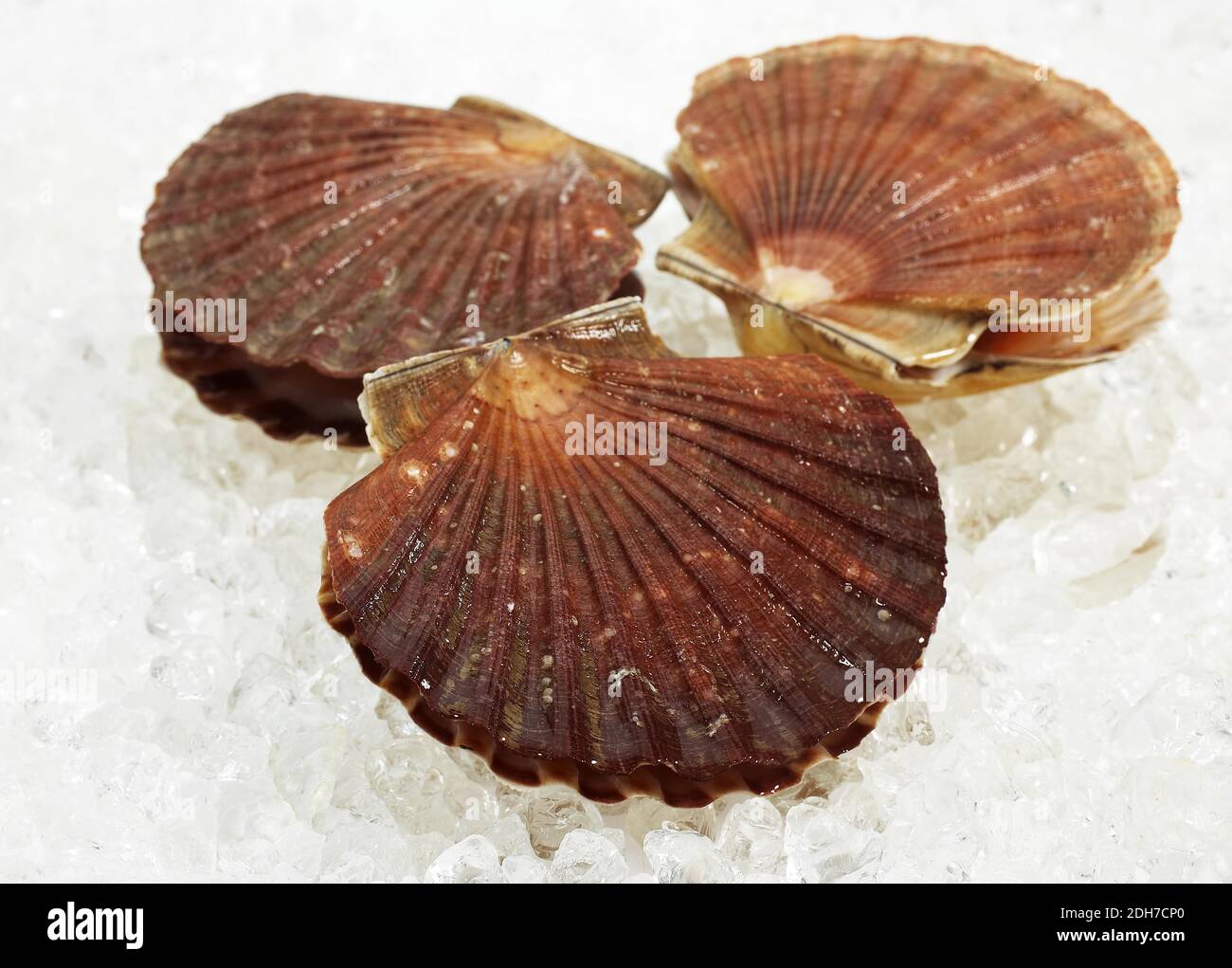 Fresh Scallops, pecten maximus on Ice Stock Photo - Alamy