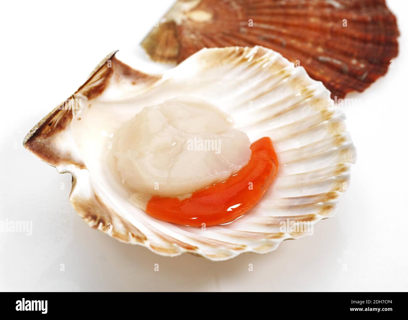 Fresh Scallops, pecten maximus against White Background Stock Photo - Alamy