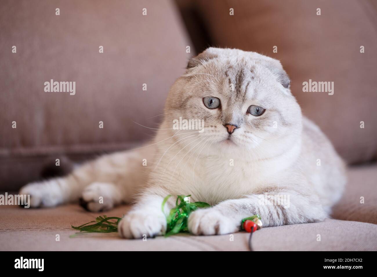 Gray toy is tired of playing with the toy and resting on the couch ...